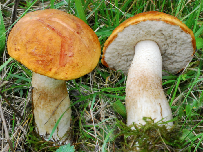 Jak wyhodować grzyby leśne w ogrodzie? | Blog Grzybnie.pl - ciekawostki ...