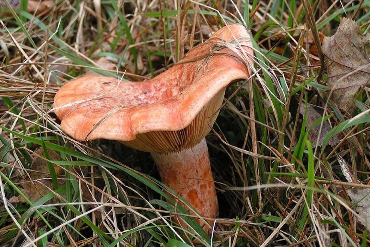 Niedoceniony mleczaj rydz - gdzie można go znaleźć? | Blog Grzybnie.pl ...