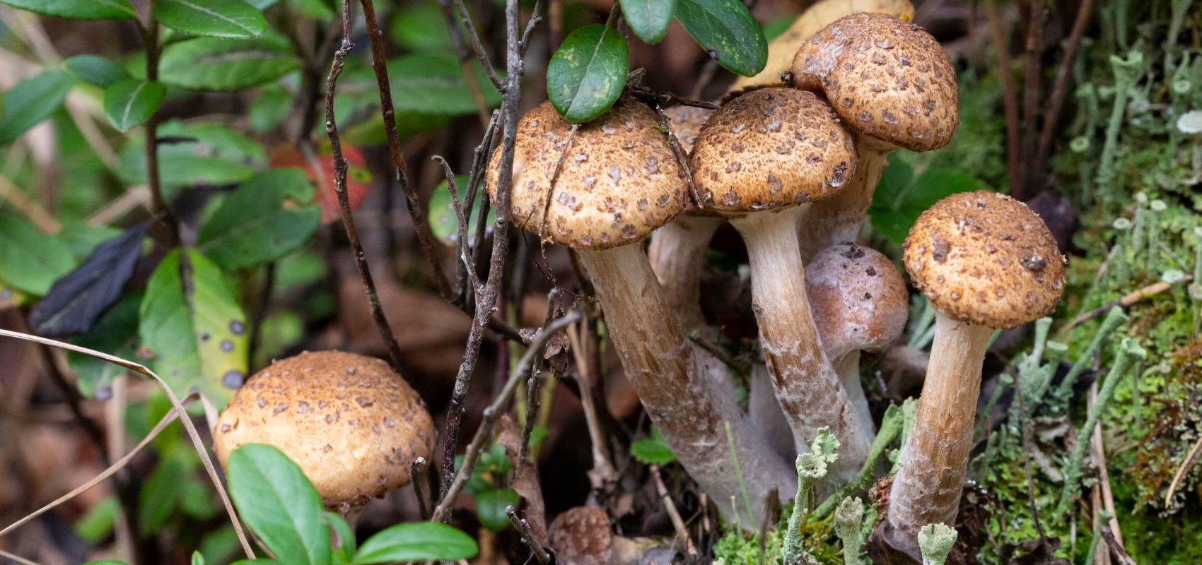 Opieńki - grzyby jesieni: jak je zbierać i wykorzystywać w kuchni?