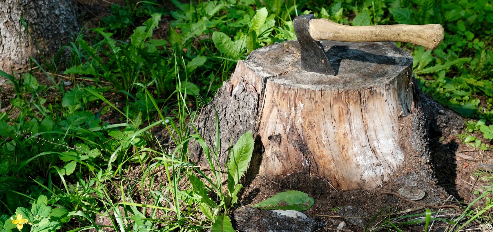 Jak pozbyć się pnia z ogrodu? Użyj grzybni! | Blog Grzybnie.pl ...