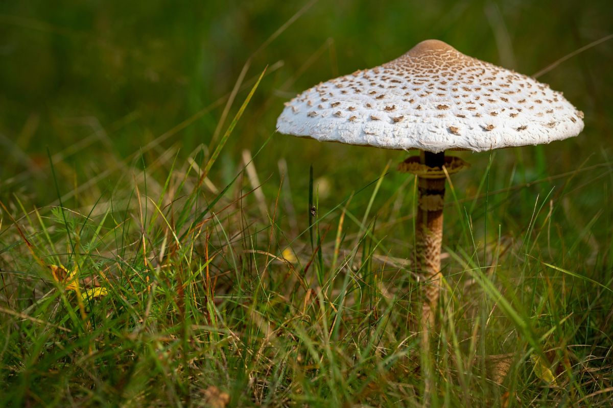 Dlaczego warto uprawiać kanię: Korzyści zdrowotne i smakowe | Blog ...